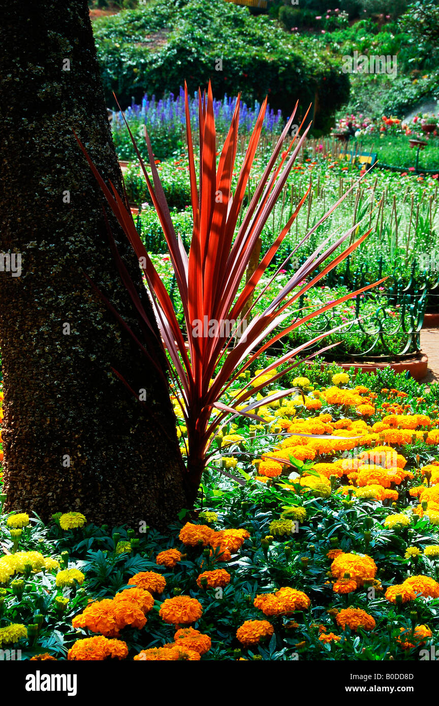 Ooty Botanical garden. Ooty is popular for it's rare varieties of flora ...