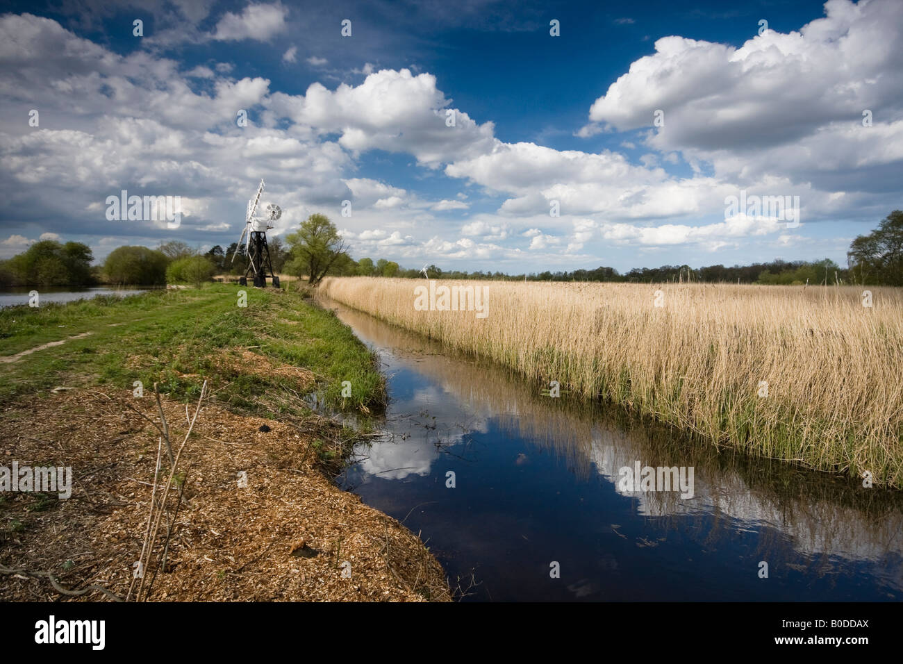Reed Marsh - Norfolk Broads England Stock Photo - Alamy