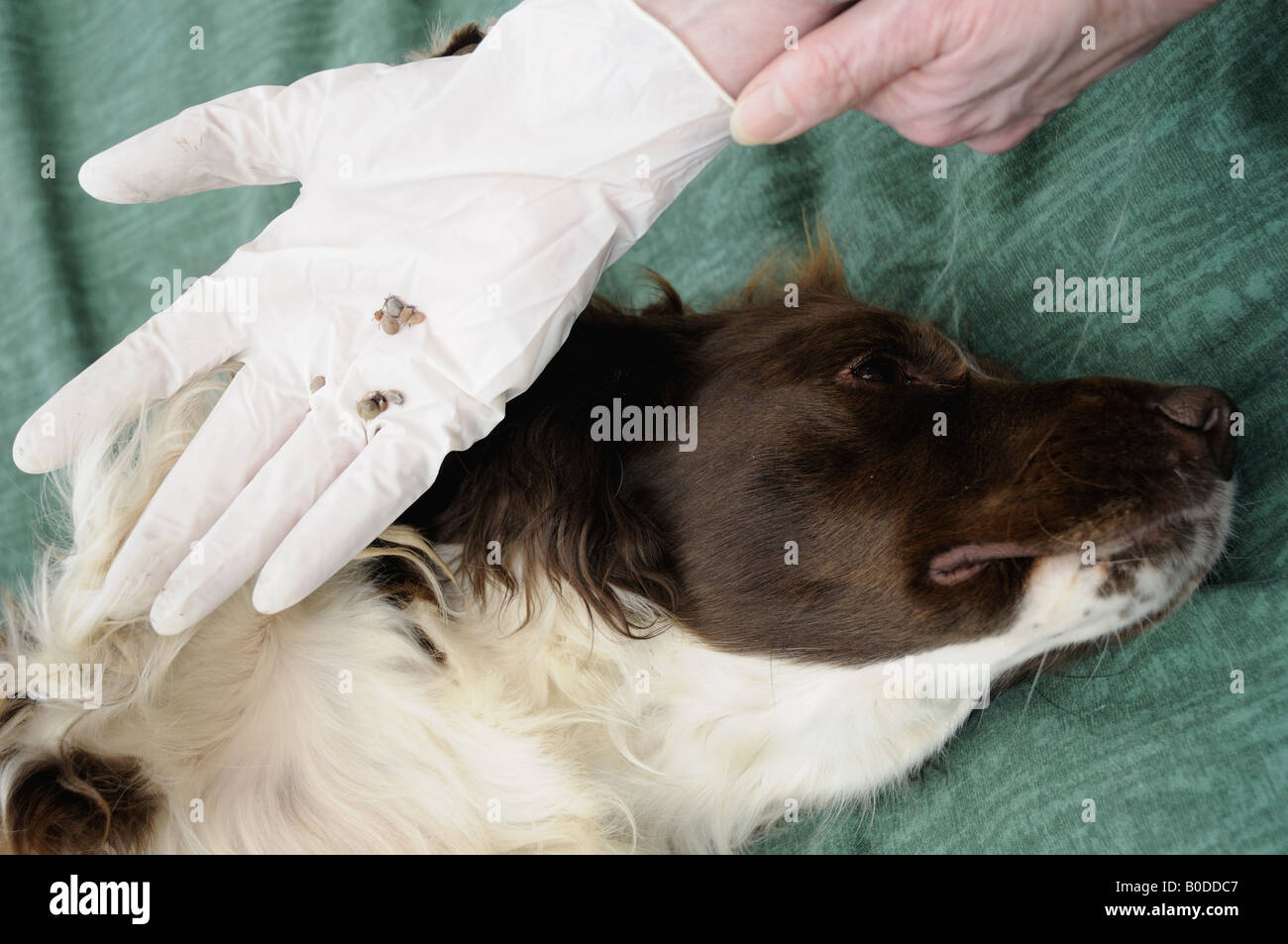 Ten ticks removed from a dog as UK faces plague of Ticks Stock Photo ...