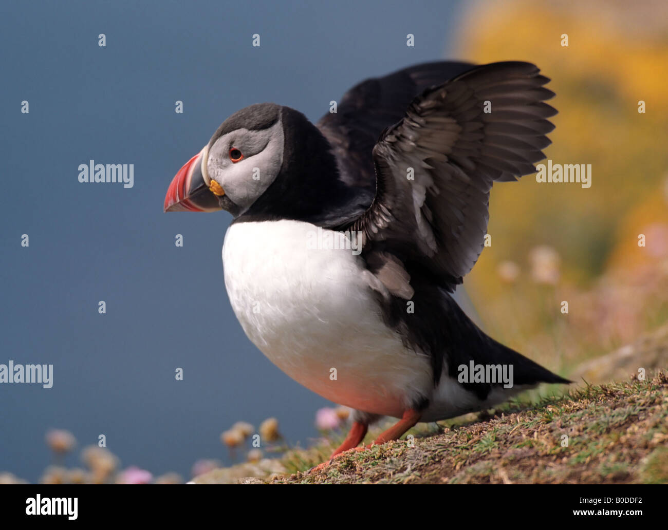 Atlantic oceane hi-res stock photography and images - Alamy