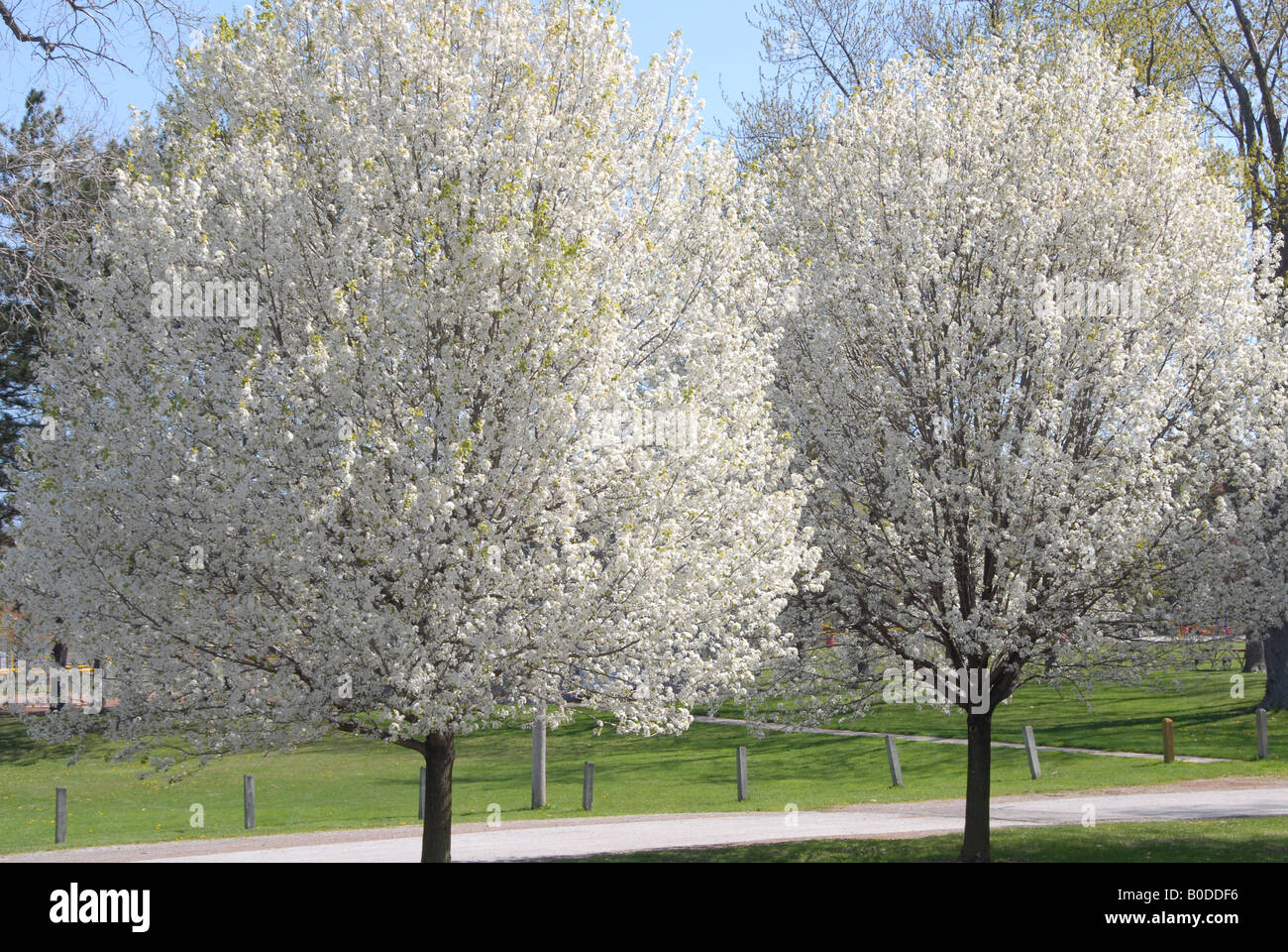 Count fruit tree hi-res stock photography and images - Alamy