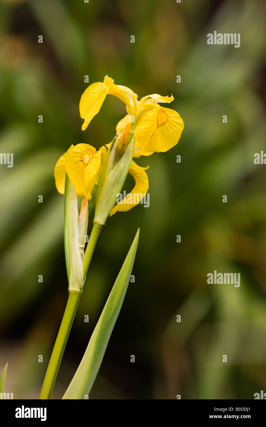 Yellow aquatic iris hi-res stock photography and images - Alamy