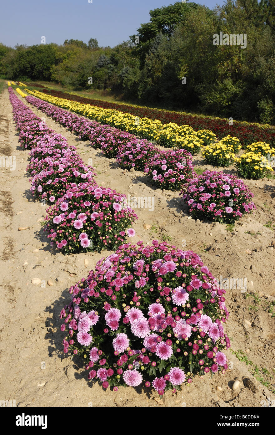 Mum farm in southern New Jersey Mums ready to be harvested Stock Photo ...
