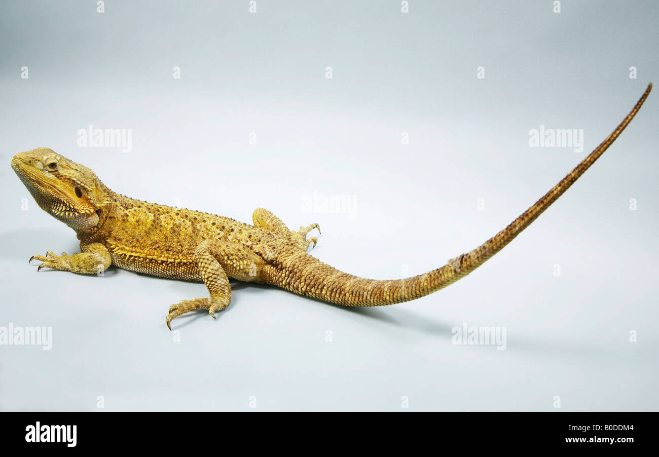 Bearded Dragon with tail raised Stock Photo - Alamy