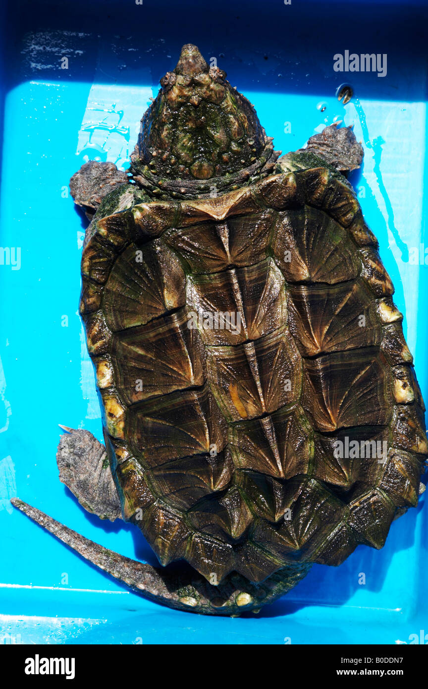 Turtle shell top view hi-res stock photography and images - Alamy