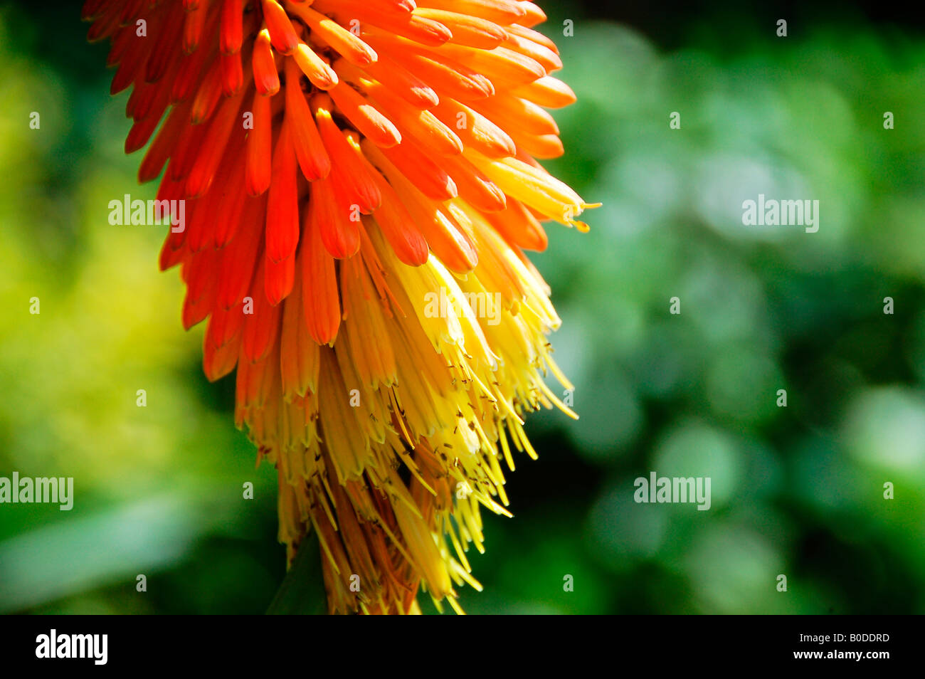 Ooty Botanical garden. Ooty is popular for it's rare varieties of flora ...