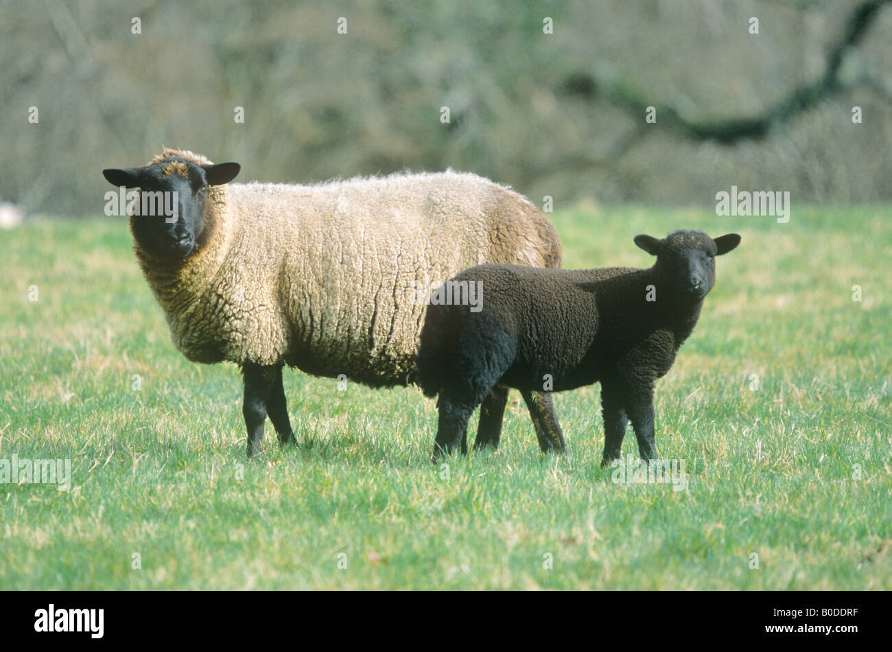 Sheep & Black Lamb Stock Photo - Alamy