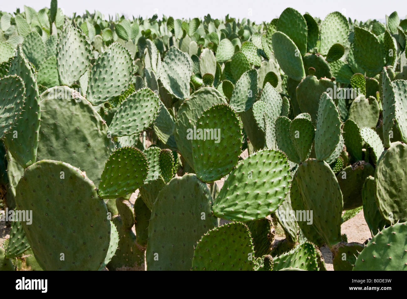 Nopal cactus hi-res stock photography and images - Alamy