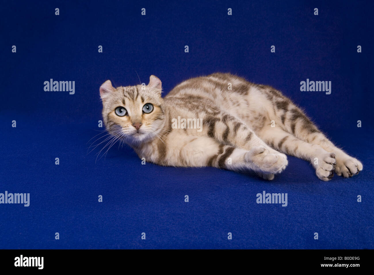 Cute Highlander kitten looking upside down on blue background Stock ...
