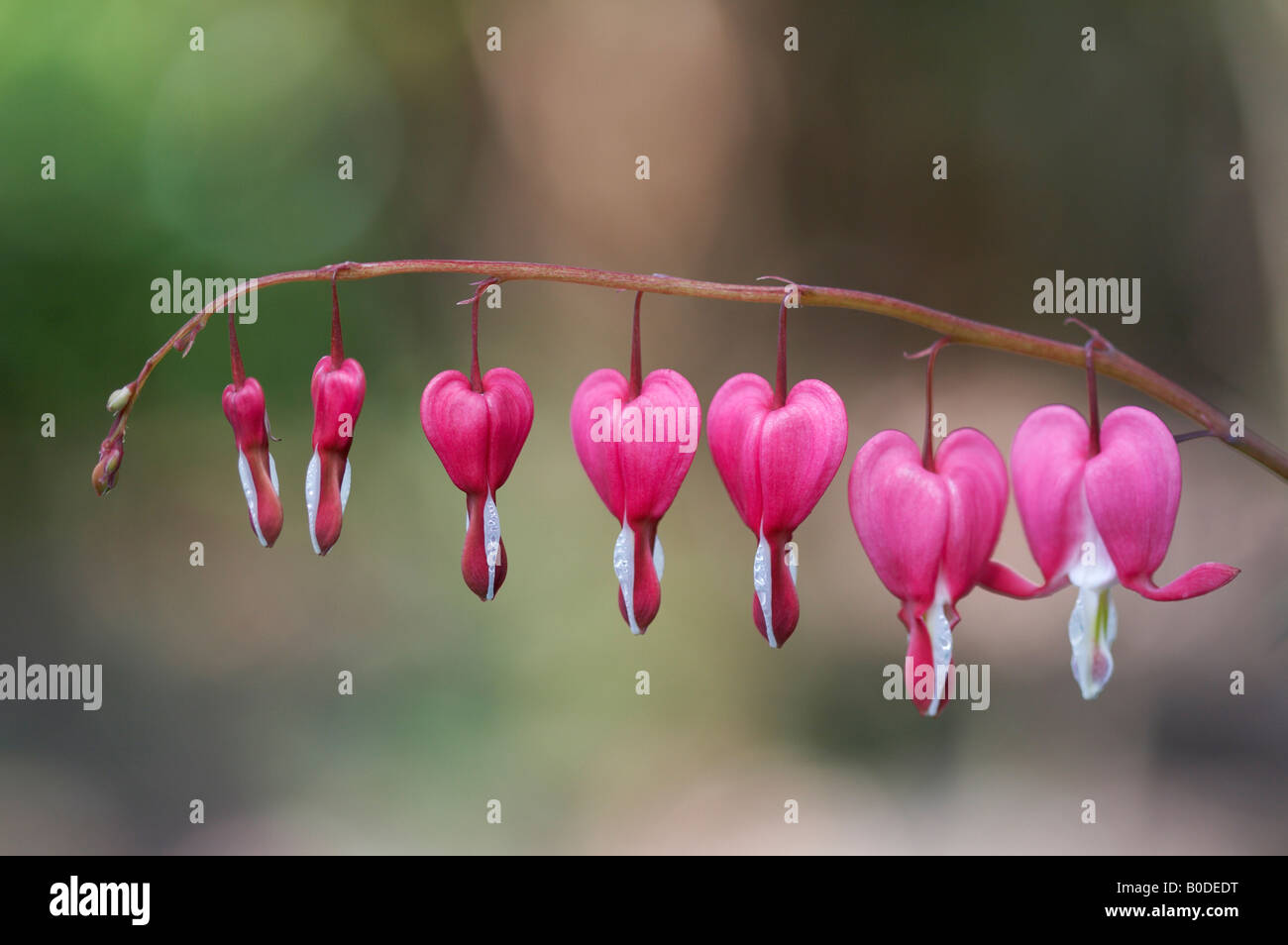 Drooping Stem High Resolution Stock Photography and Images - Alamy