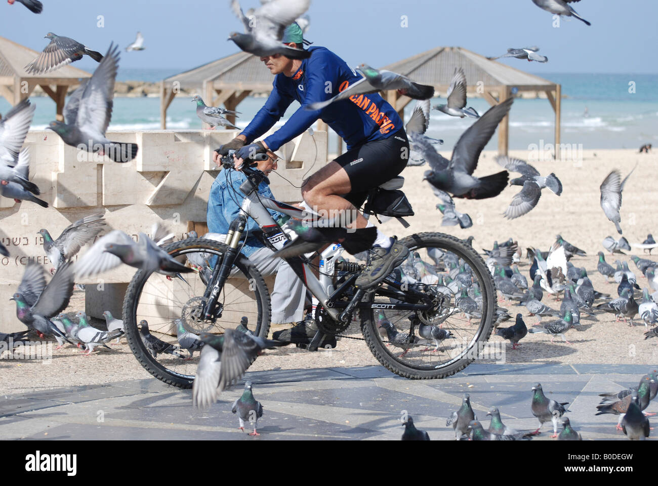 Scaring Pigeons Stock Photos & Scaring Pigeons Stock Images - Alamy