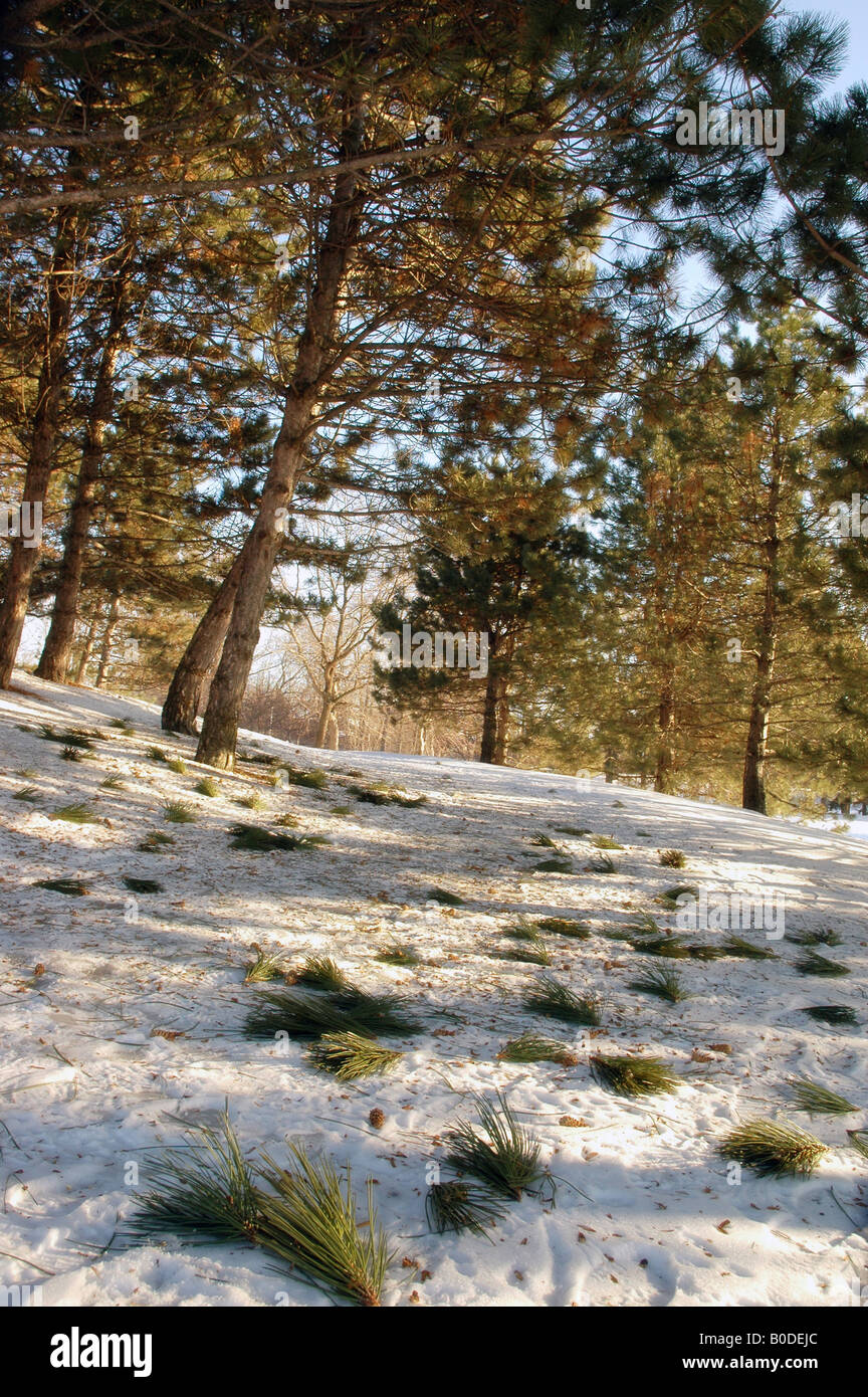 Pine tree branches laying across a park path during winter Stock Photo ...