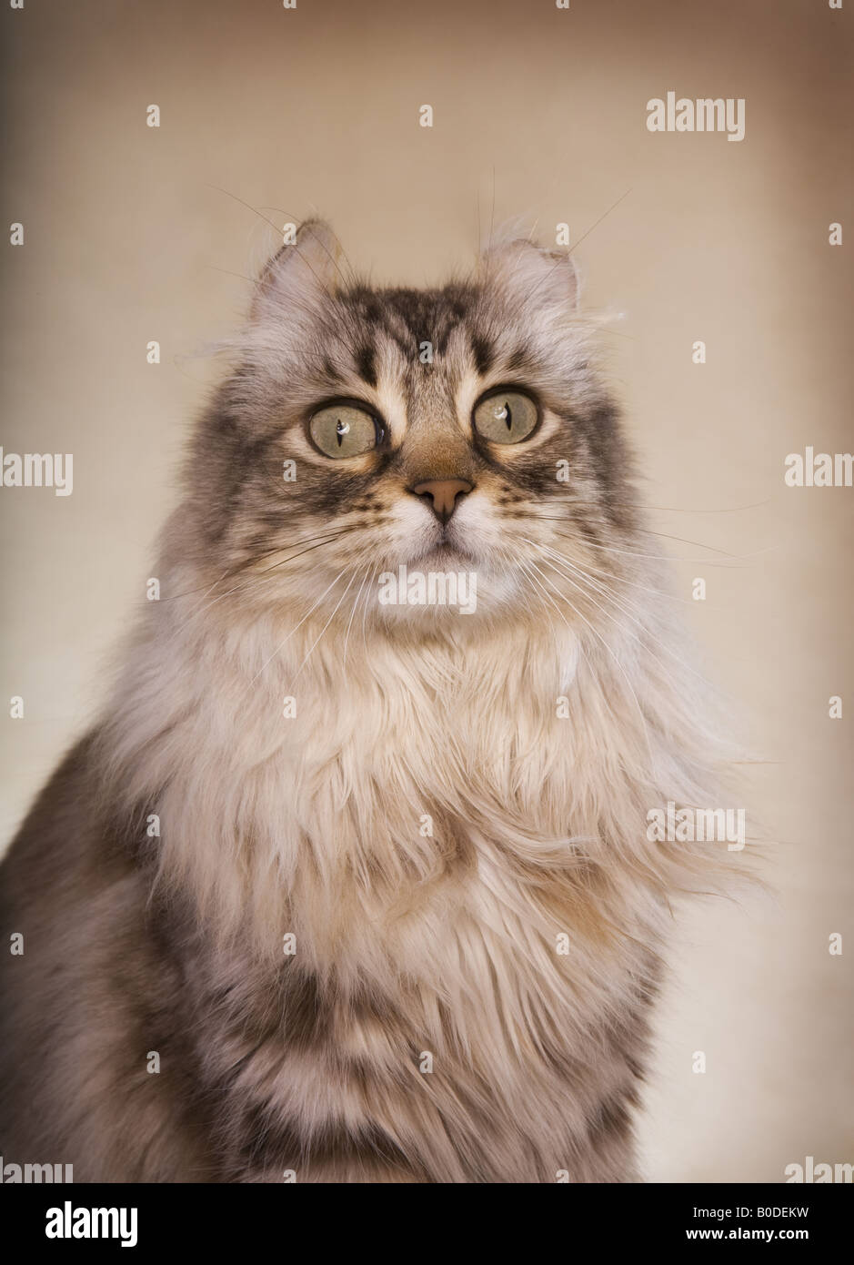 Beautiful Highlander cat portrait on cream brown background Stock Photo ...
