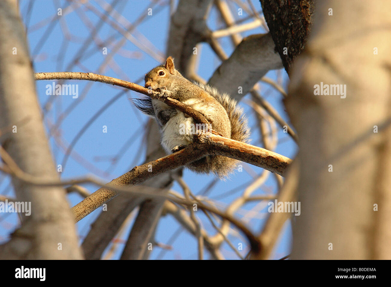 A furry grey squirrel sits high up on a tree branch Stock Photo - Alamy