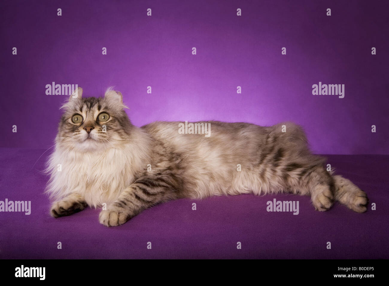 Highlander Cat On Purple Stock Photo - Alamy