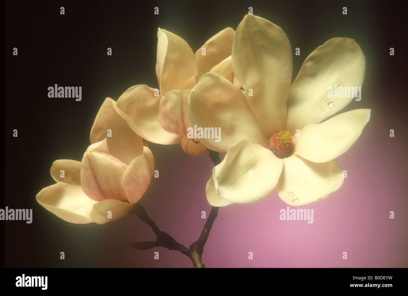Stagione floreale hi-res stock photography and images - Alamy