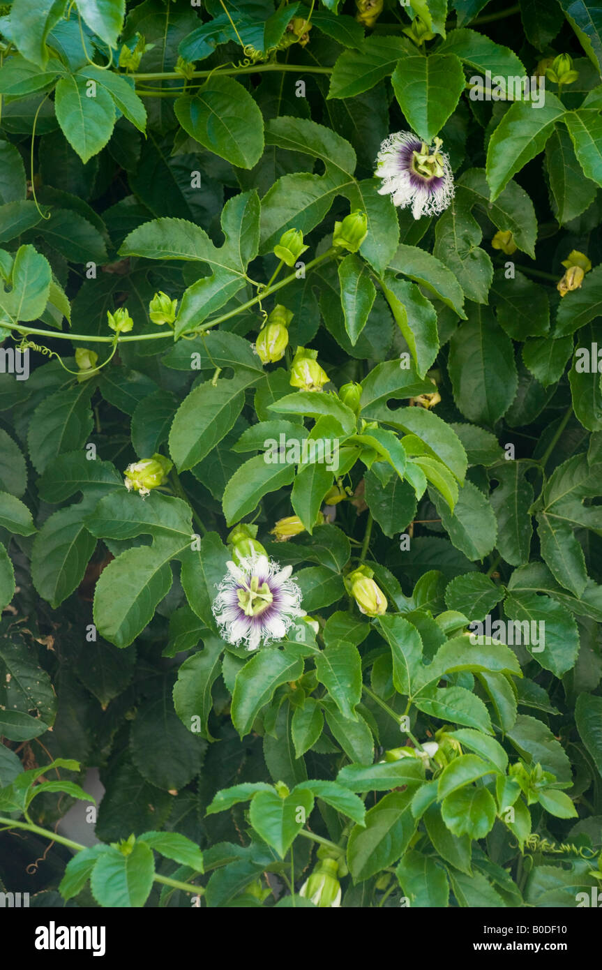 Blossom of a Passion Fruit granadilla or Passiflora edulis Stock Photo ...