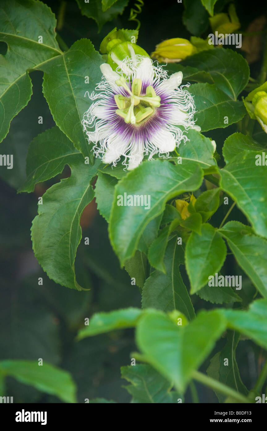 Blossom of a Passion Fruit granadilla or Passiflora edulis Stock Photo ...