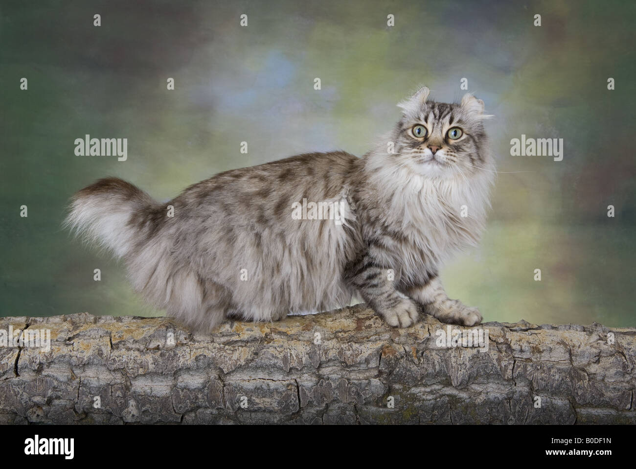 Highlander cat portrait on green studio background Stock Photo - Alamy