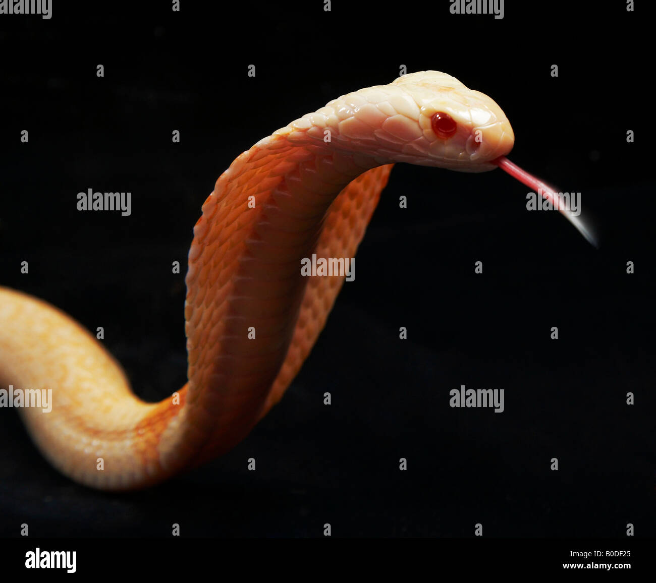 Albino Cobra with tongue out Stock Photo - Alamy