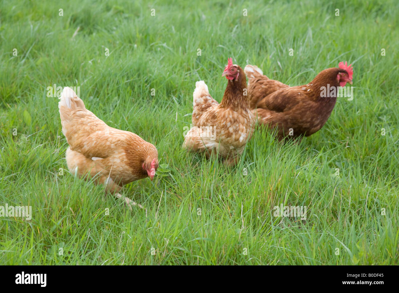 Freerange hens hi-res stock photography and images - Alamy