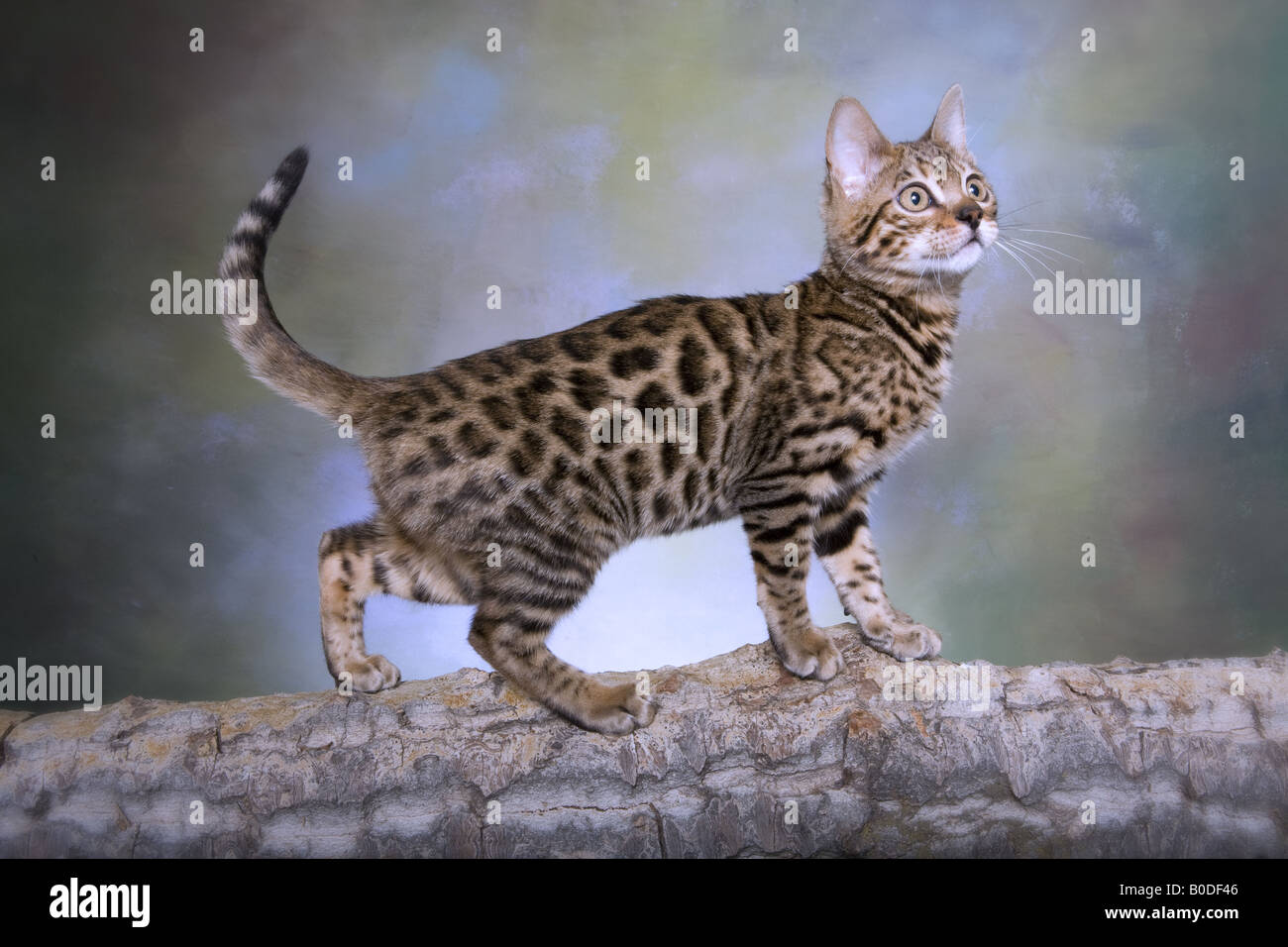 Bengal Cat on Log Stock Photo - Alamy
