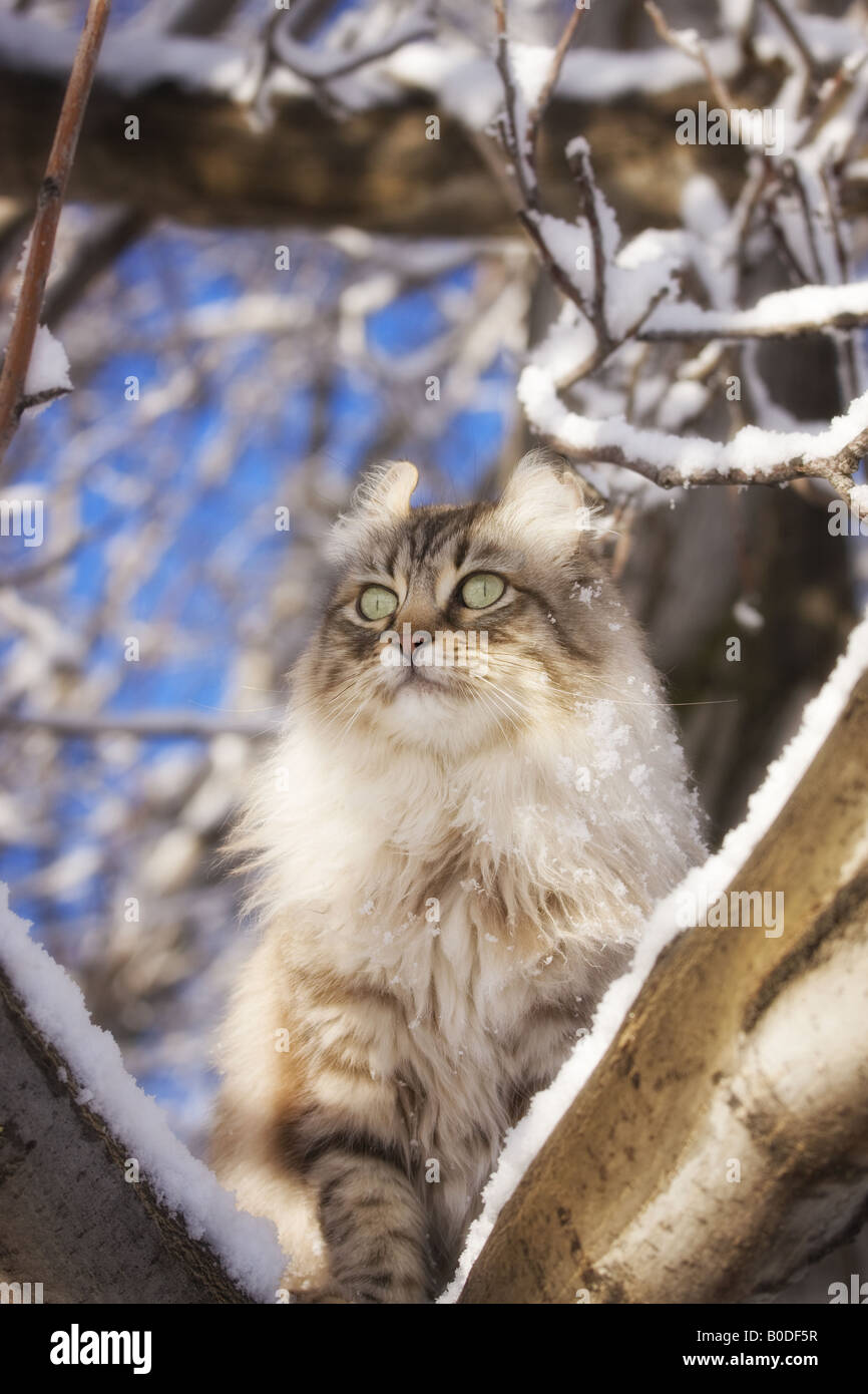 Beautiful Highlander cat in snow covered tree with blue sky background ...