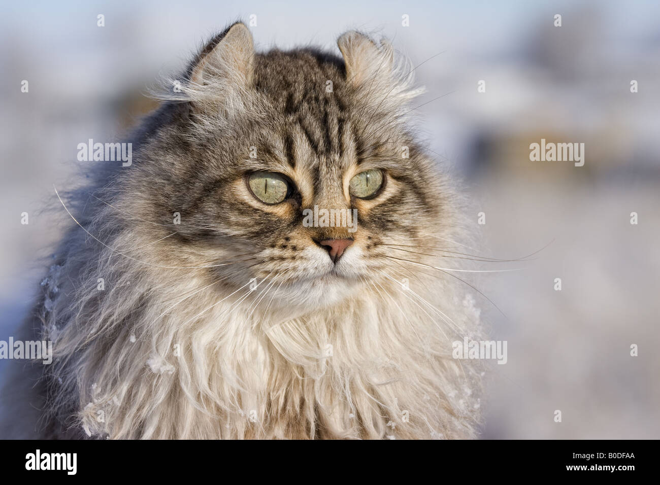 Beautiful highlander cat outdoors in hi-res stock photography and ...