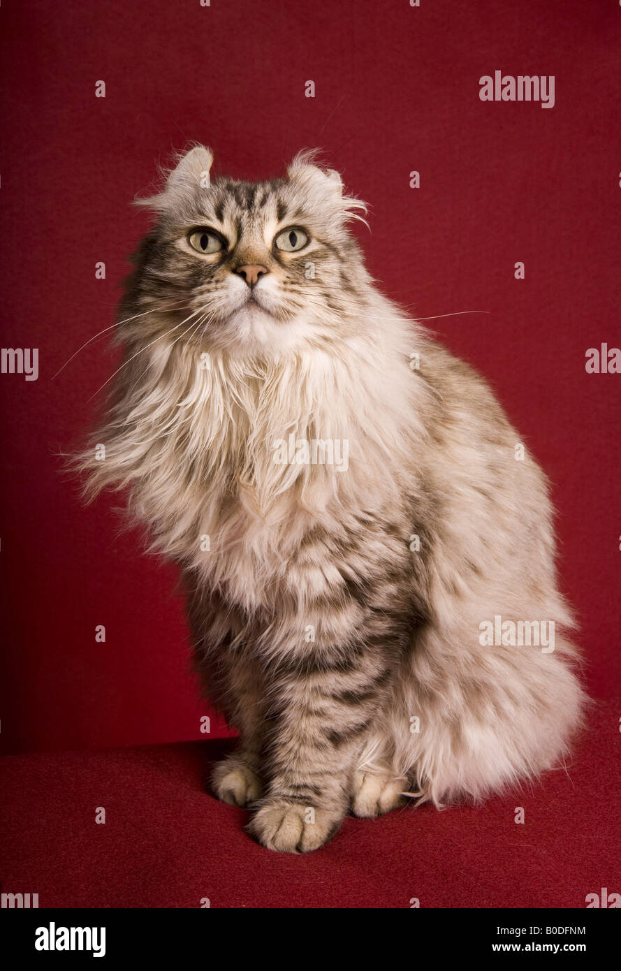 Highlander cat red hi-res stock photography and images - Alamy