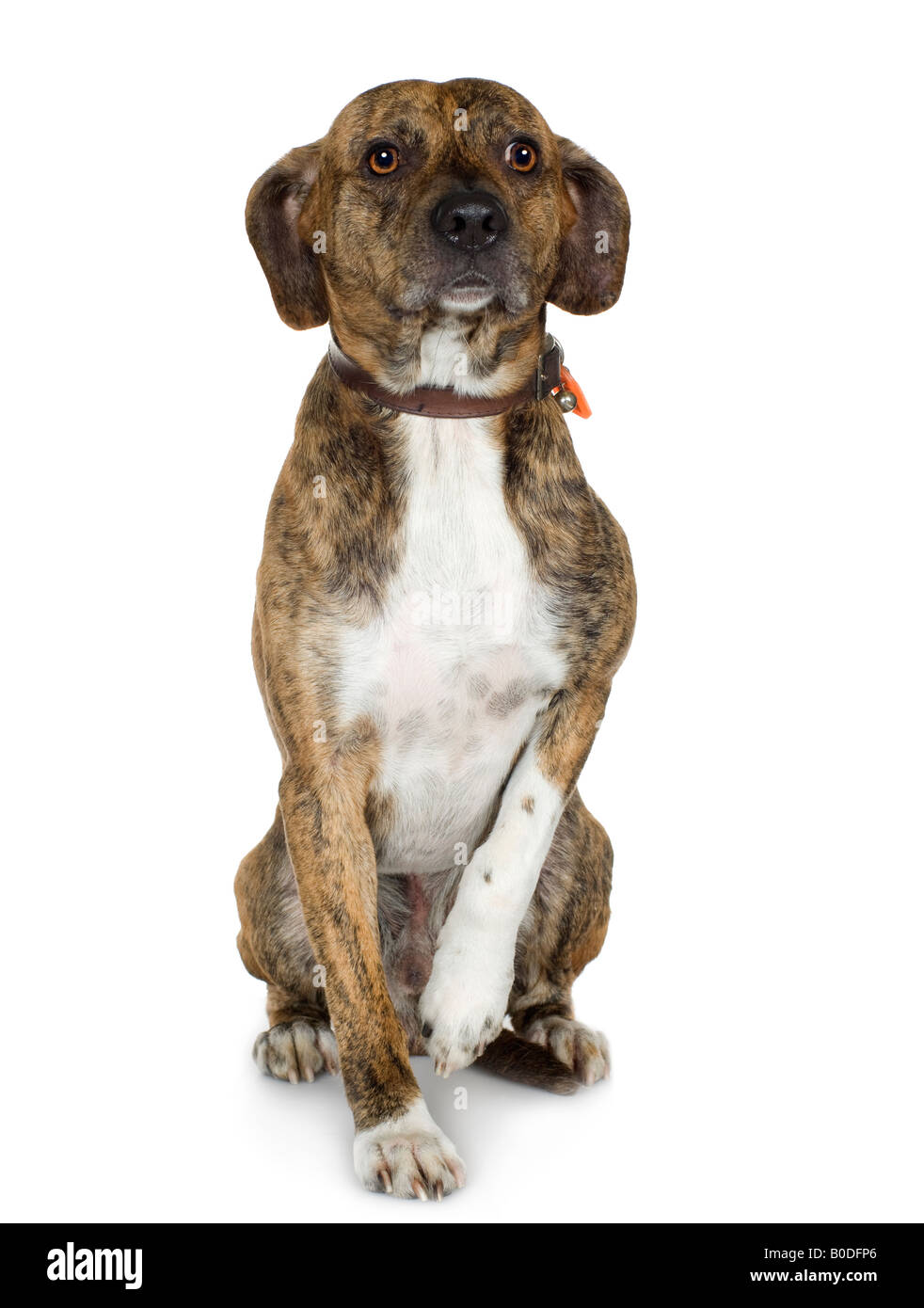 Bastard dog in front of a white background Stock Photo - Alamy