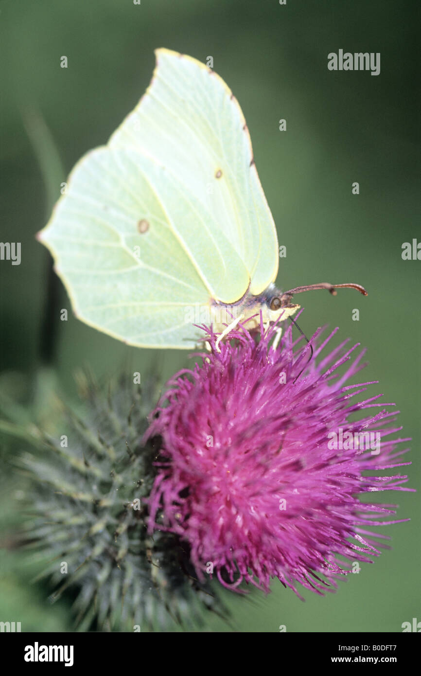 Spiny hook tip hi-res stock photography and images - Alamy