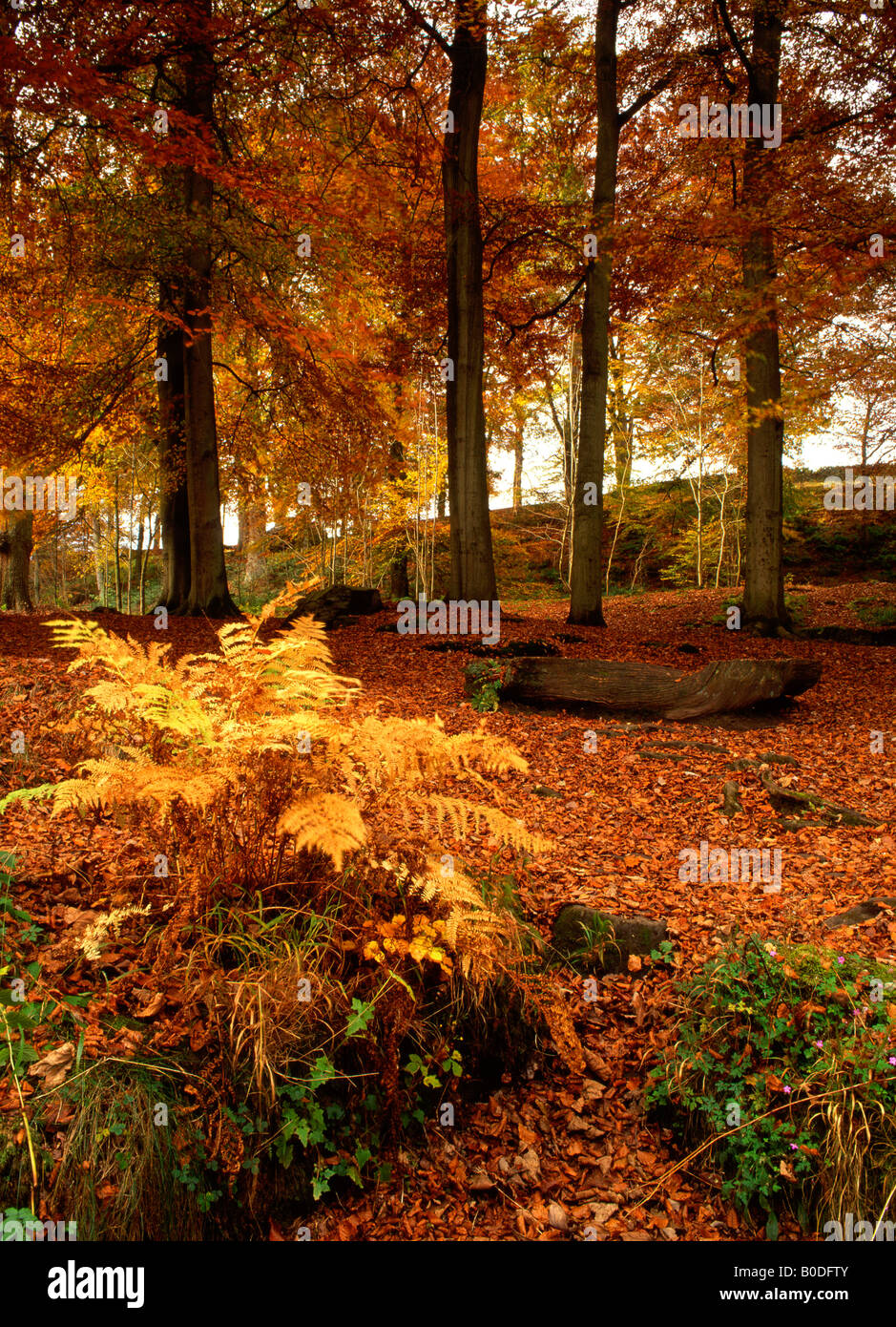 Strid Wood Bolton Abbey Wharfedale North Yorkshire England Stock Photo ...