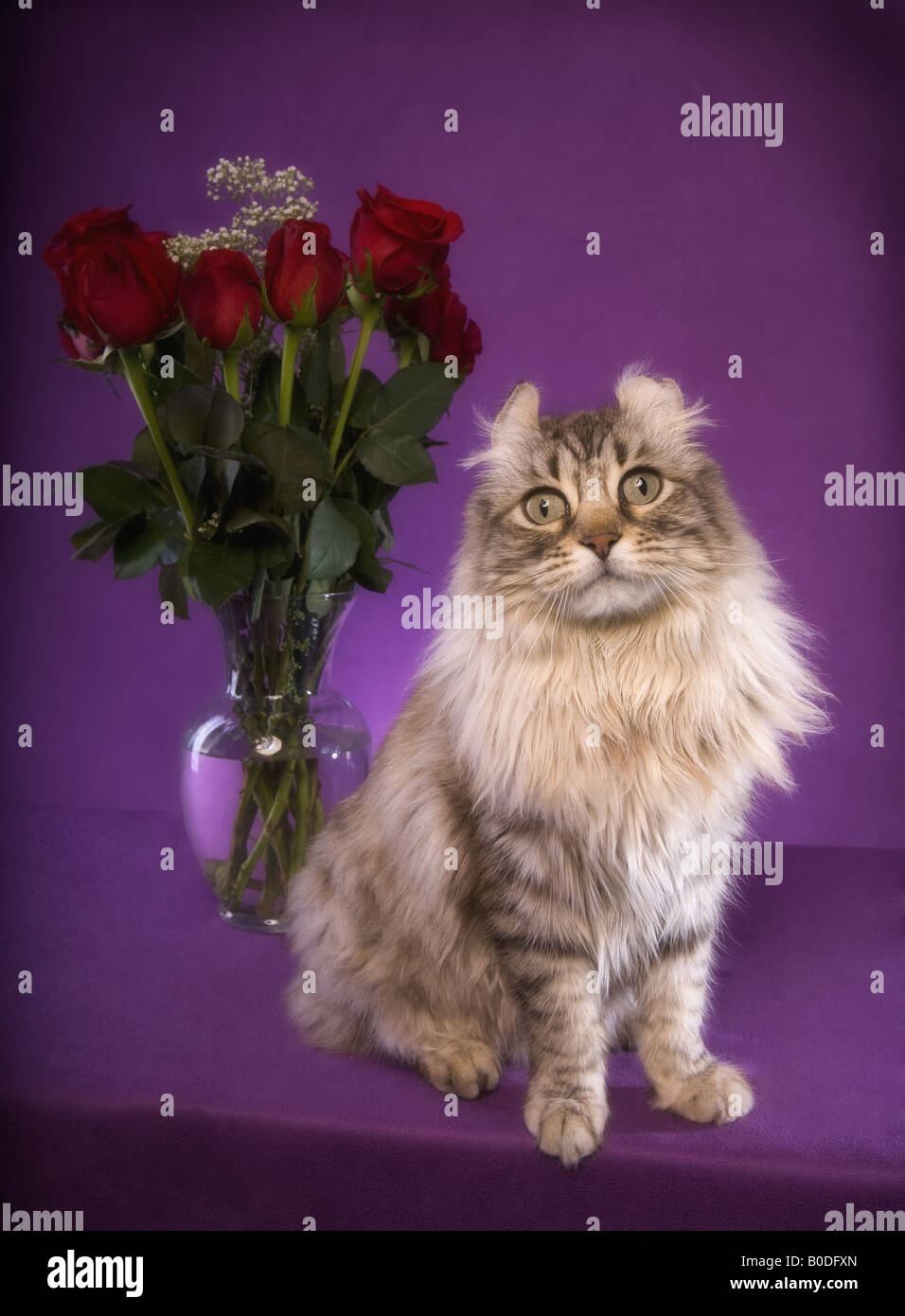 Highlander Cat With Red Roses Stock Photo - Alamy