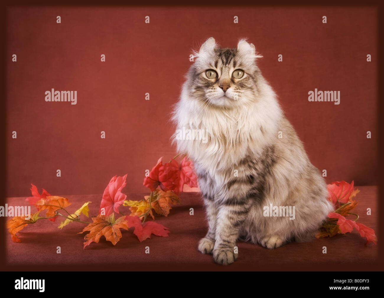 Fall Highlander Cat Portrait Stock Photo - Alamy