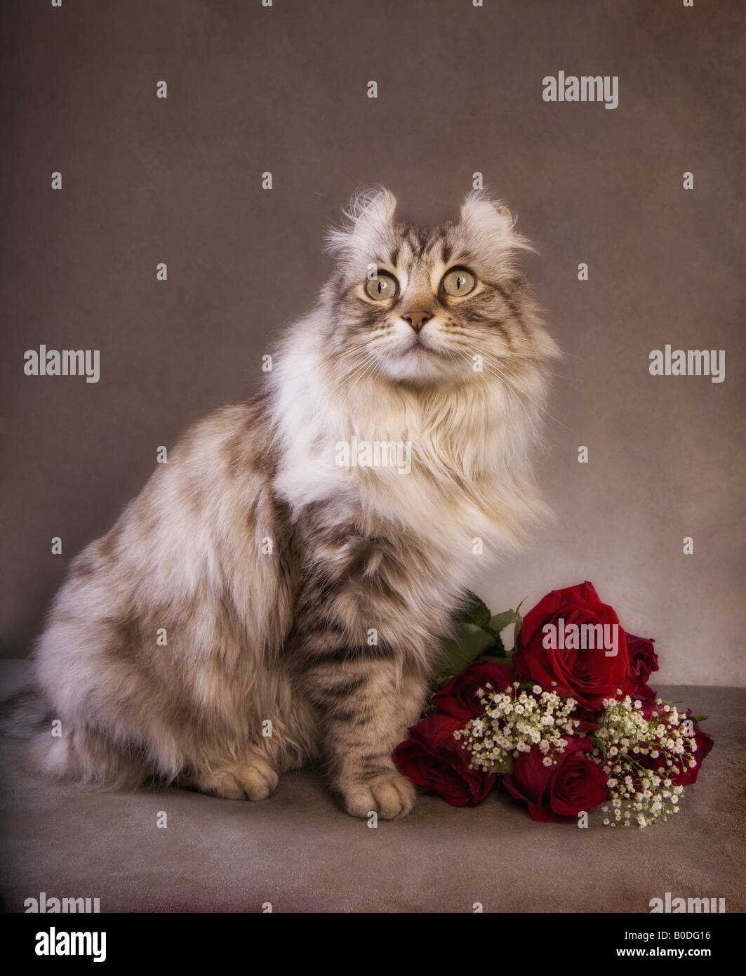 Beautiful Cat with Roses Stock Photo - Alamy