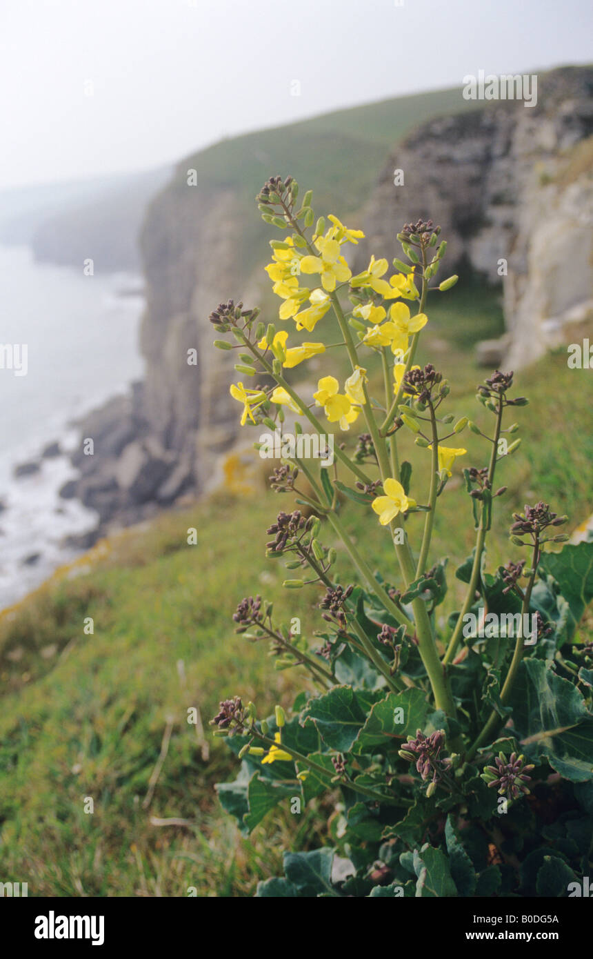 Sea radish hi-res stock photography and images - Alamy