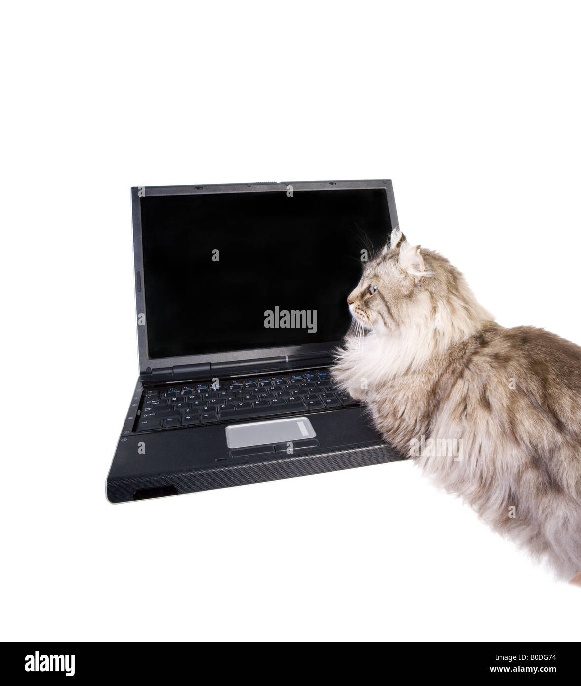 Keyboard cat Cut Out Stock Images & Pictures - Alamy