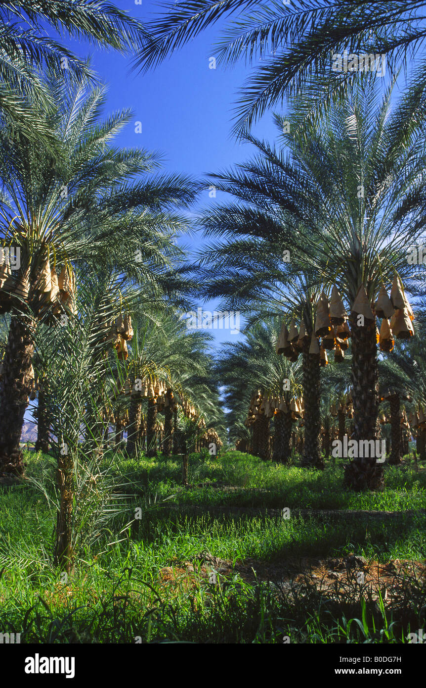 Plantation of date palms in Southern California Stock Photo - Alamy