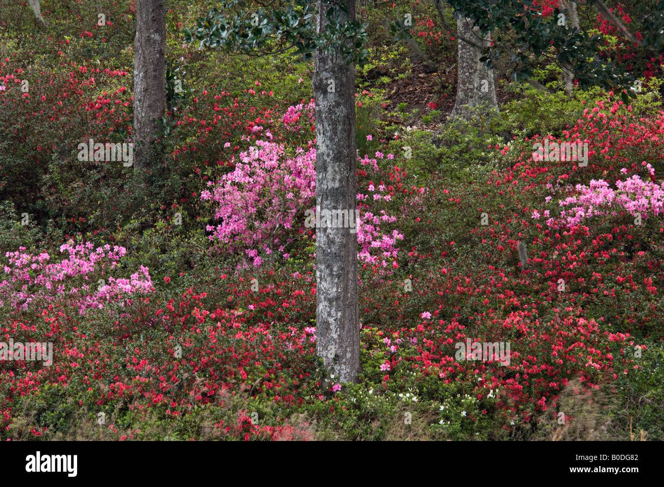 Azalea in Bloom amid Trees in Forest at Middleton Place Charleston ...