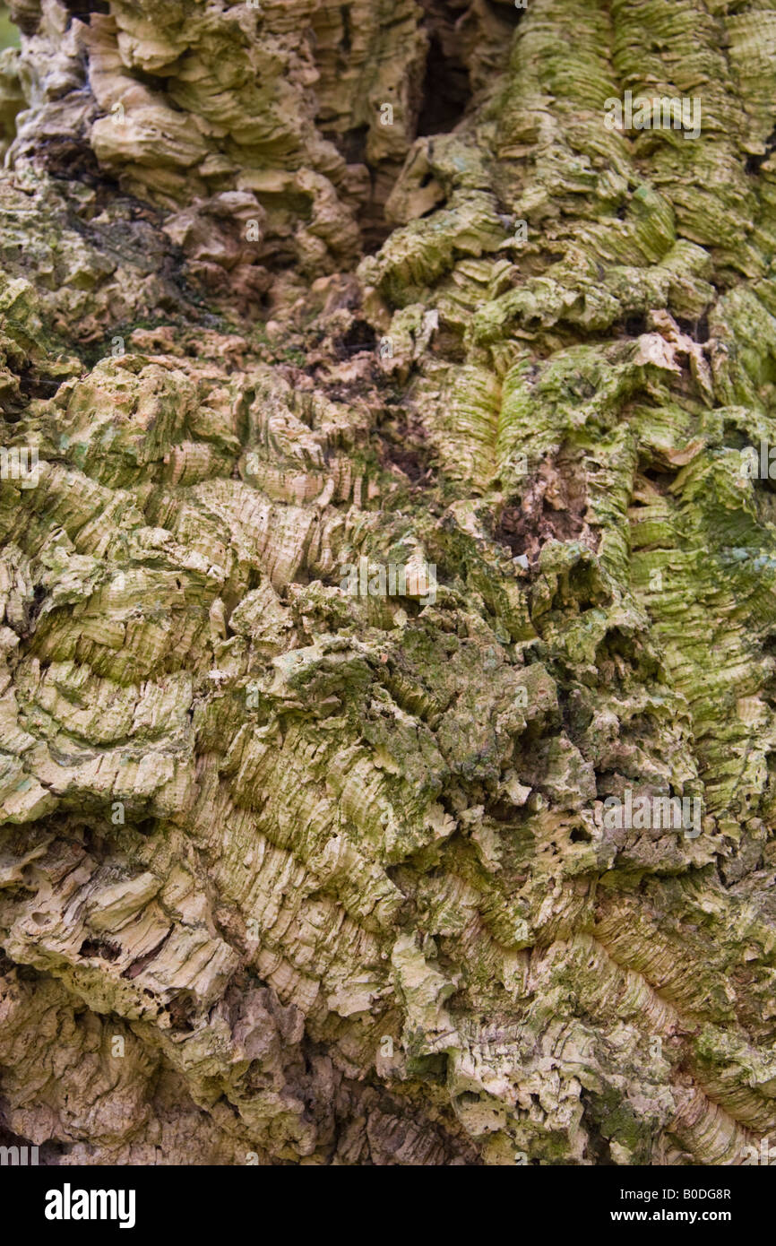 Cork Tree Bark Stock Photo - Alamy