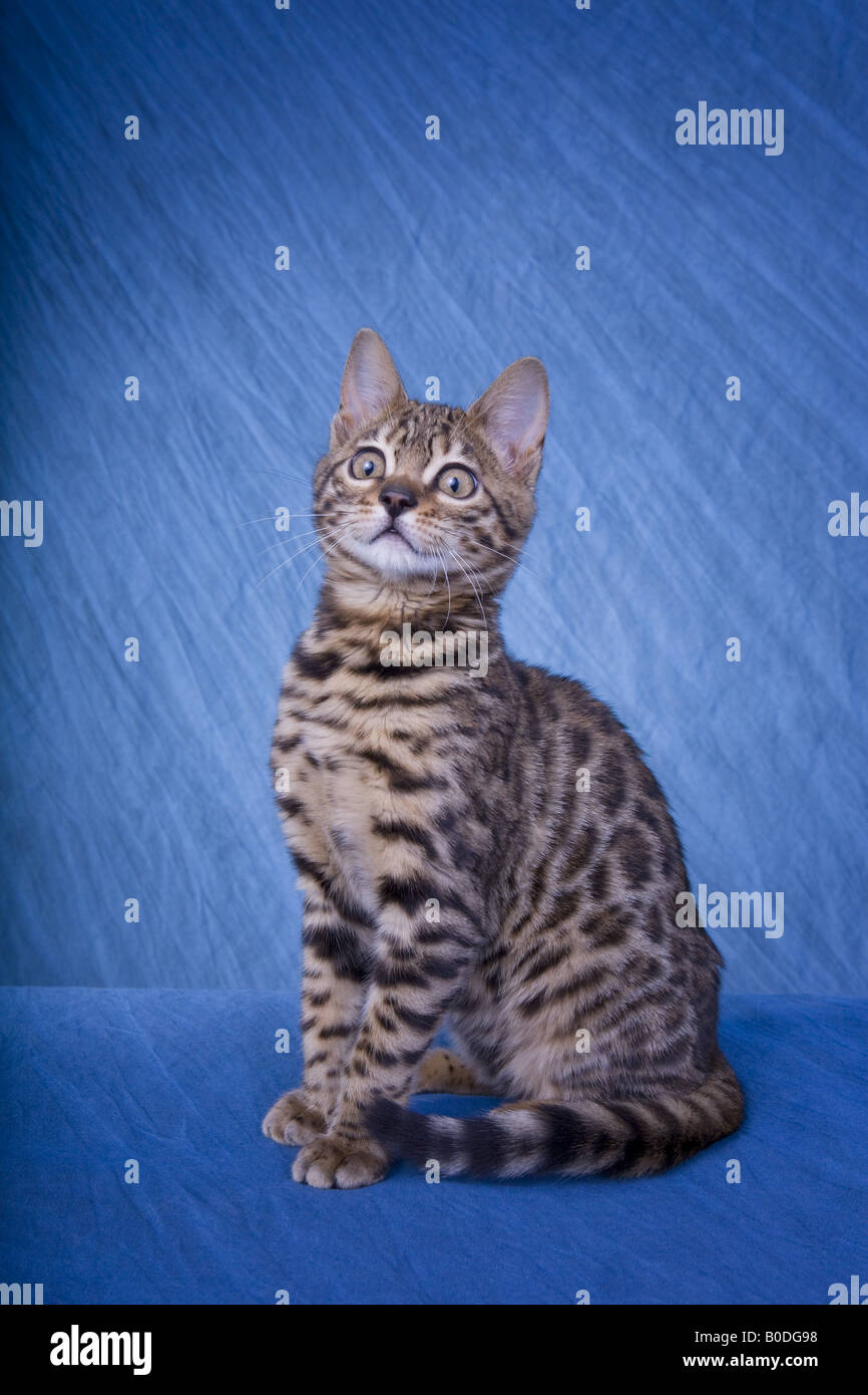 Bengal Cat on blue Stock Photo - Alamy