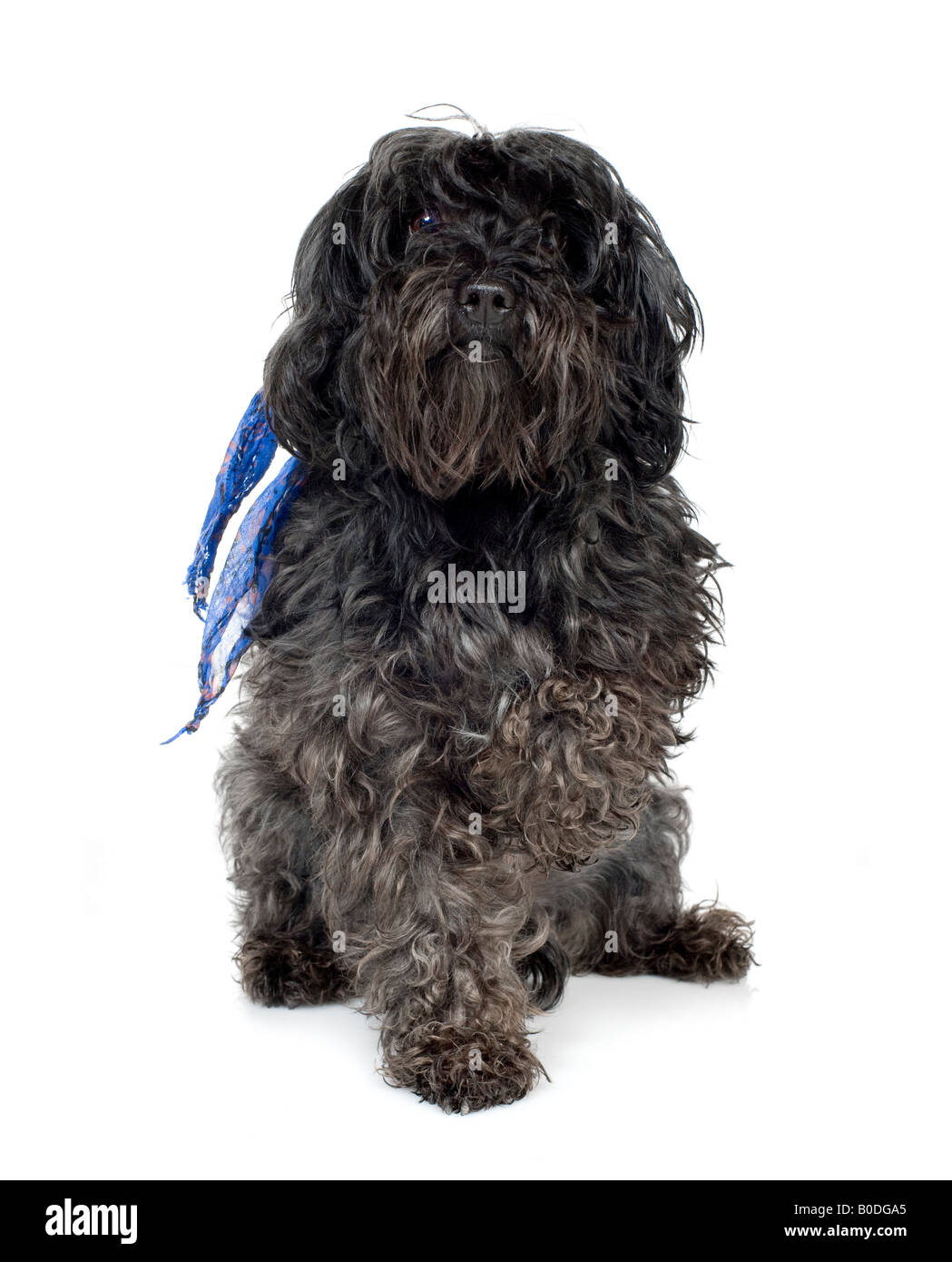 Bastard in front of white background Stock Photo - Alamy