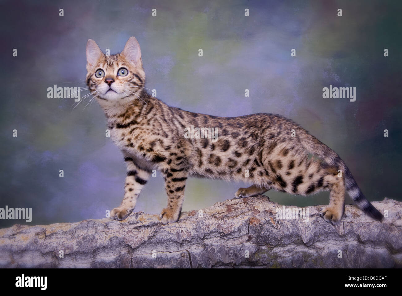 Bengal Cat on Log Stock Photo - Alamy