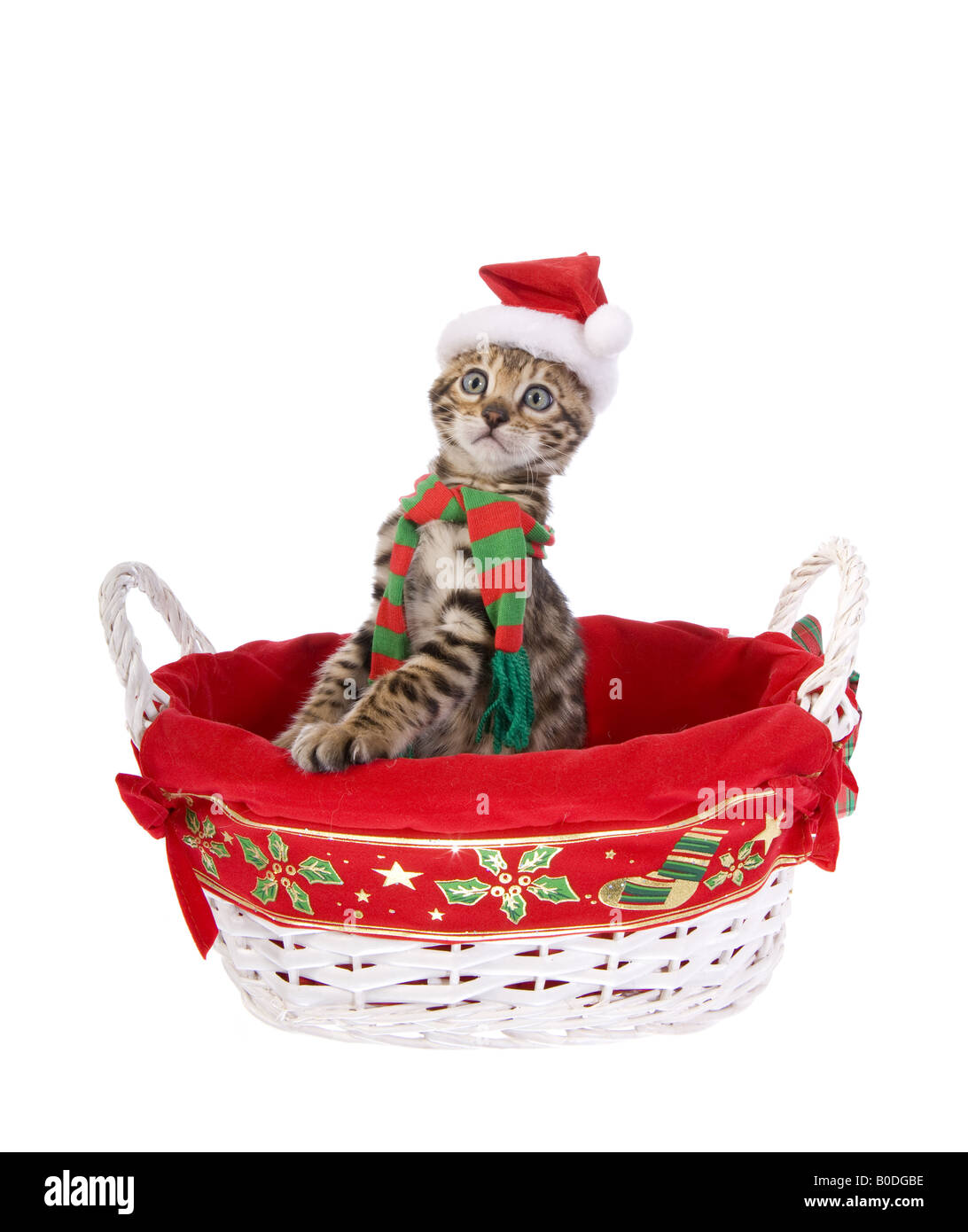 Cute red bengal cat Cut Out Stock Images & Pictures - Alamy