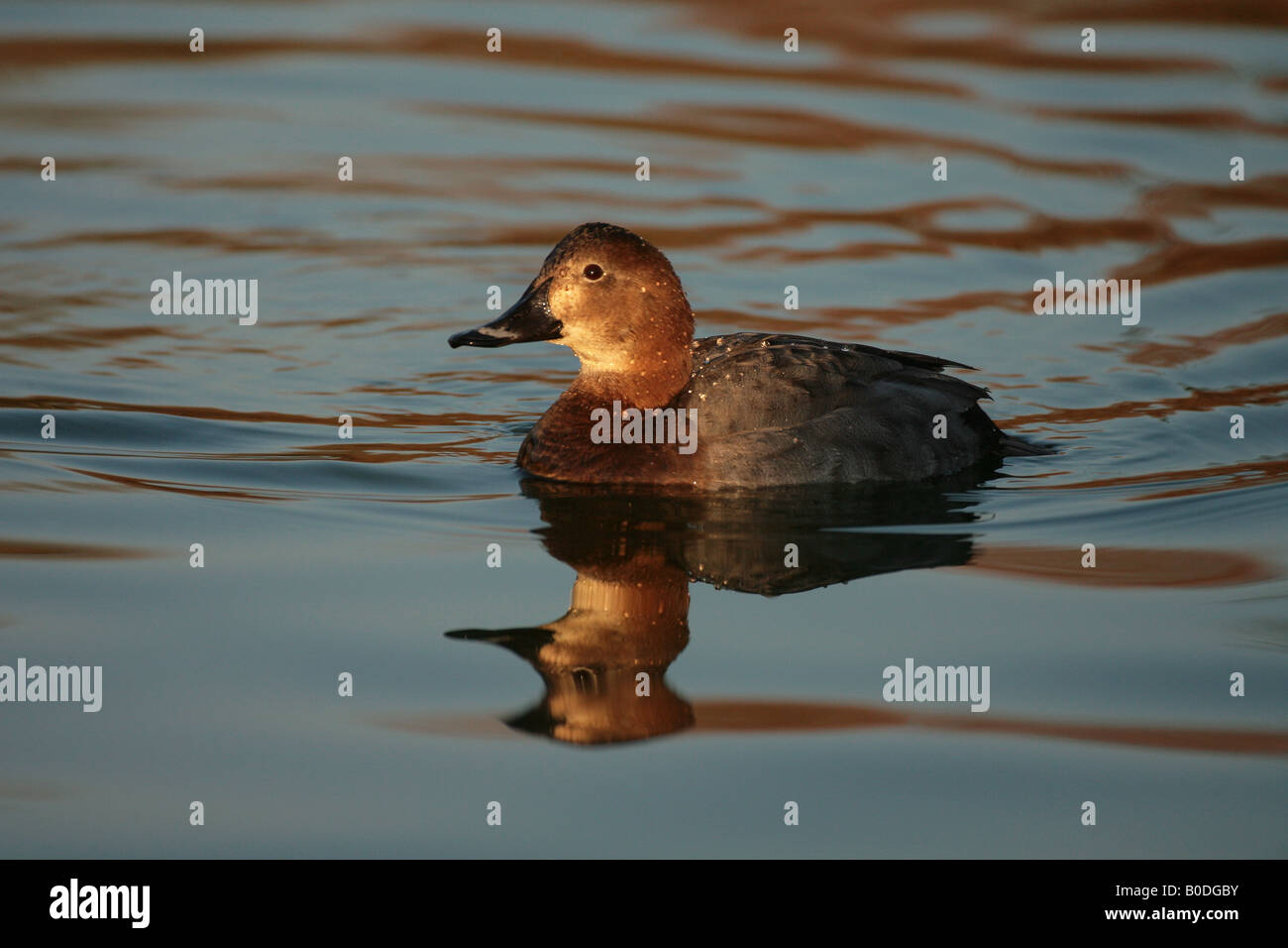 Female pochard duck Stock Photo - Alamy