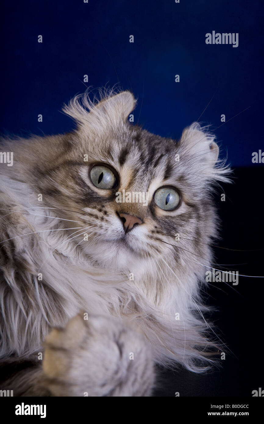 Highlander Cat Portrait on blue Stock Photo - Alamy