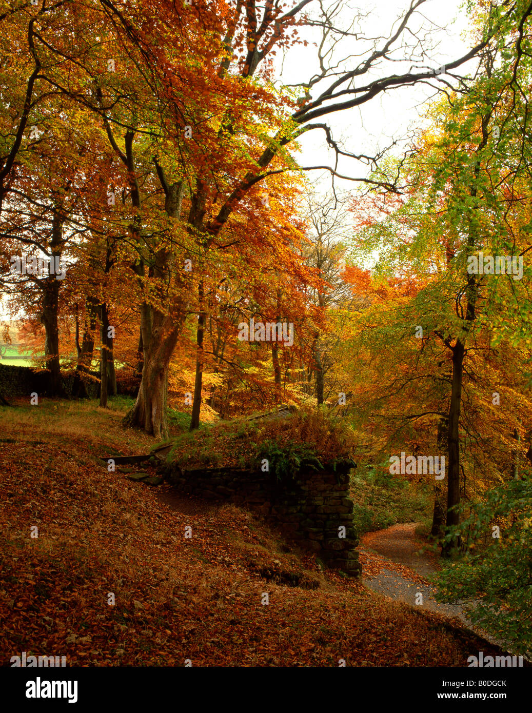 Strid Wood Bolton Abbey North Yorkshire England Stock Photo - Alamy