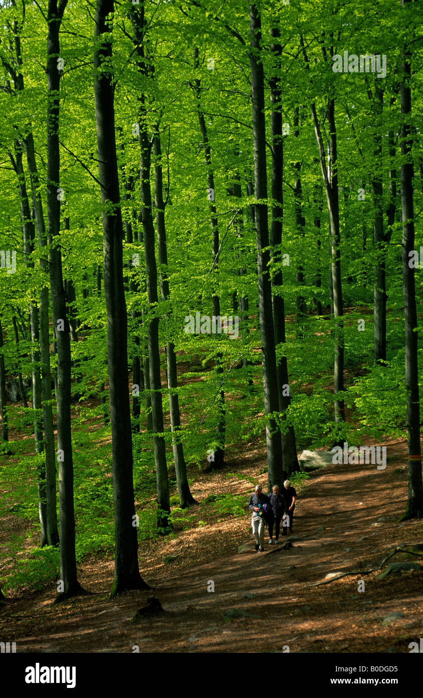 Beechforest hi-res stock photography and images - Alamy