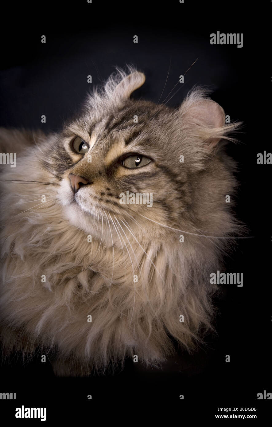 Highlander Cat Portrait Stock Photo - Alamy