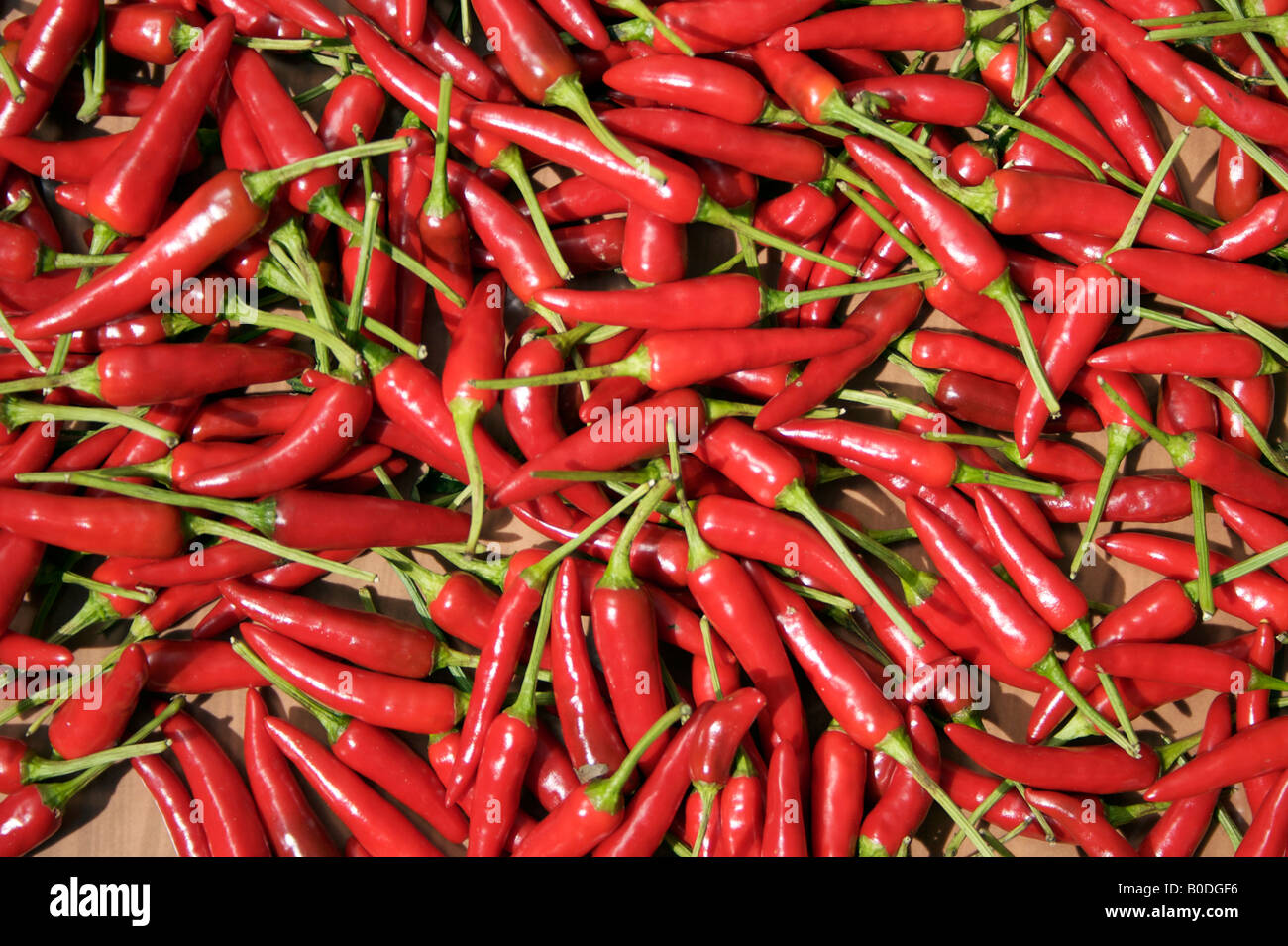 Red chili peppers drying in the sun Beijing China Stock Photo - Alamy